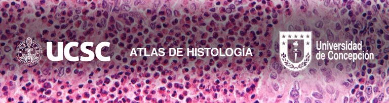 Histología - Laboratorio de biología Interactiva
