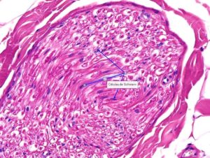 CÉLULA DE SCHWANN - Laboratorio de biología Interactiva