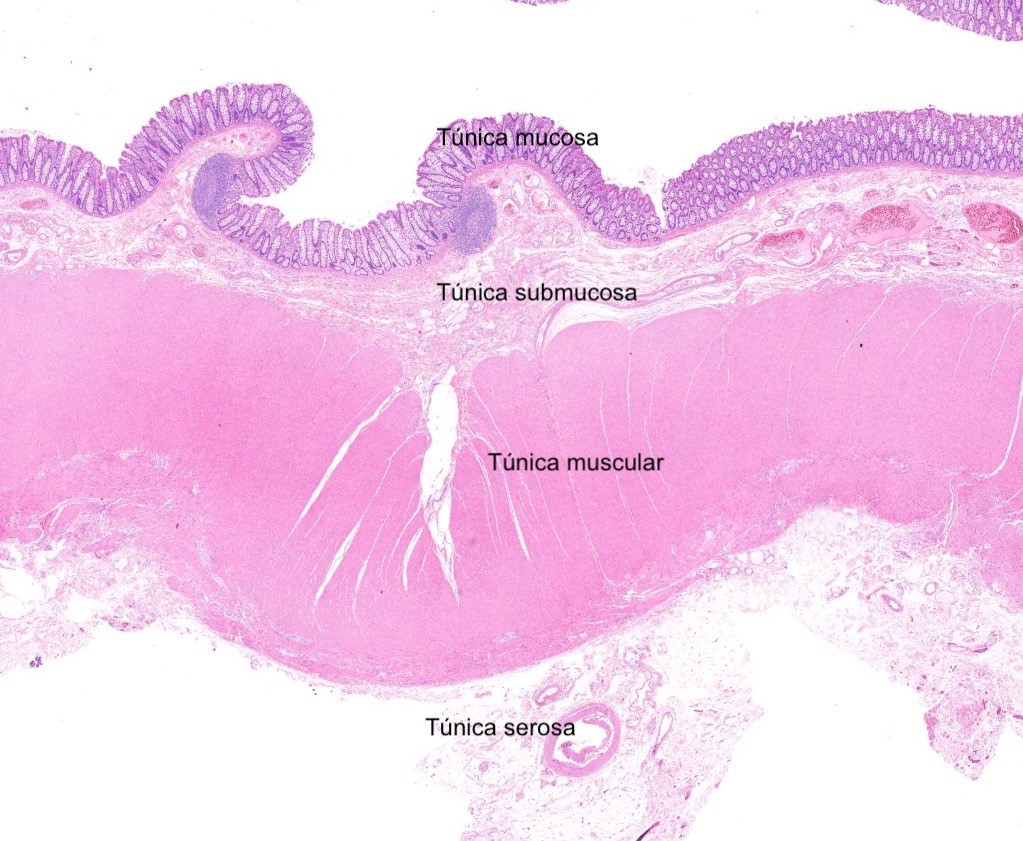 Colon - Laboratorio de biología Interactiva