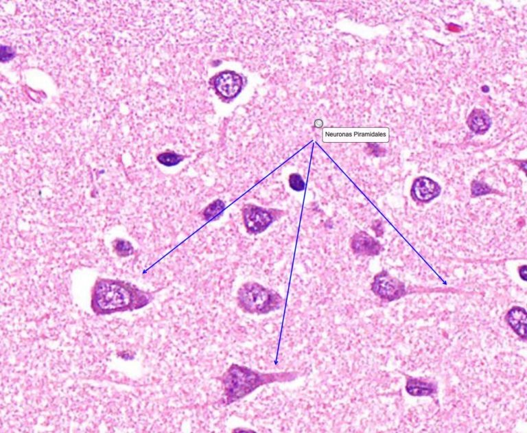 Neuronas - Laboratorio de biología Interactiva