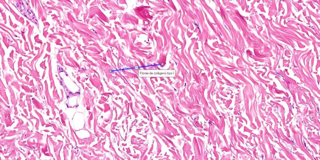 Tejidos Conectivos - Laboratorio de biología Interactiva